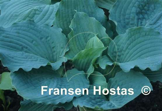 Hosta Ruffles n Ridges - Fransen Hostas